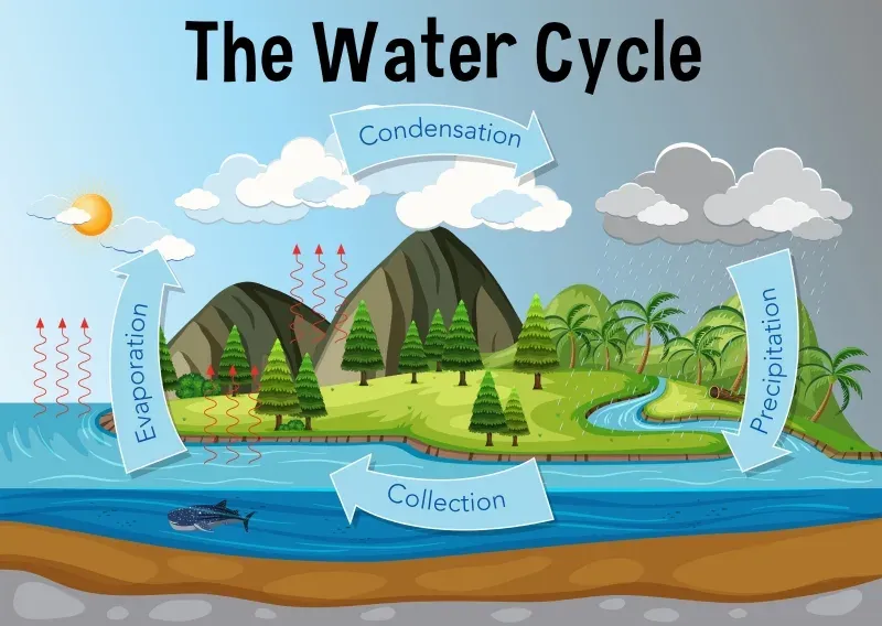 What is The Sun's Role in The Water Cycle?